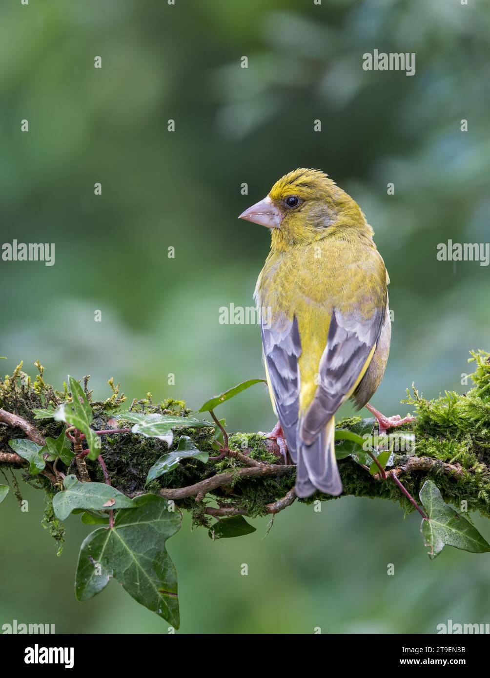 European Greenfinch [ Chloris chloris ] male bird from behind on moss ...