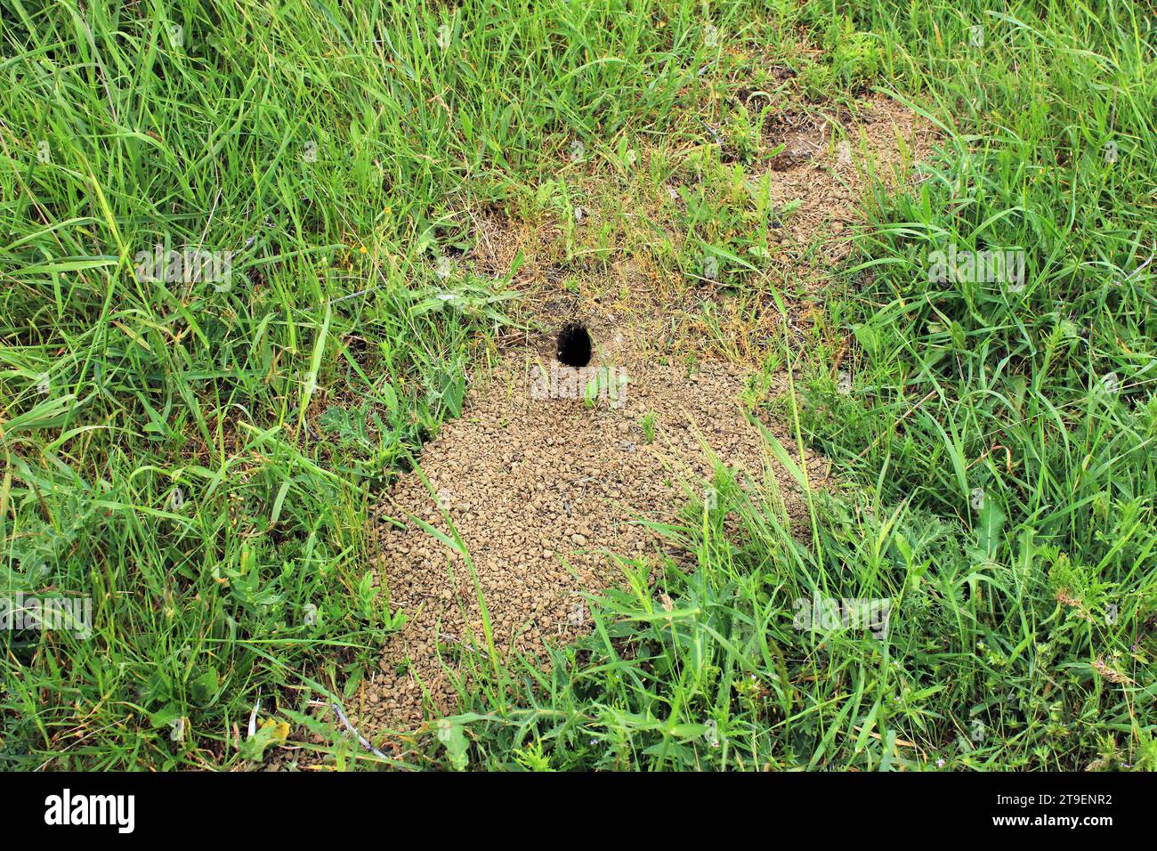 Animal burrow farm hi-res stock photography and images - Alamy