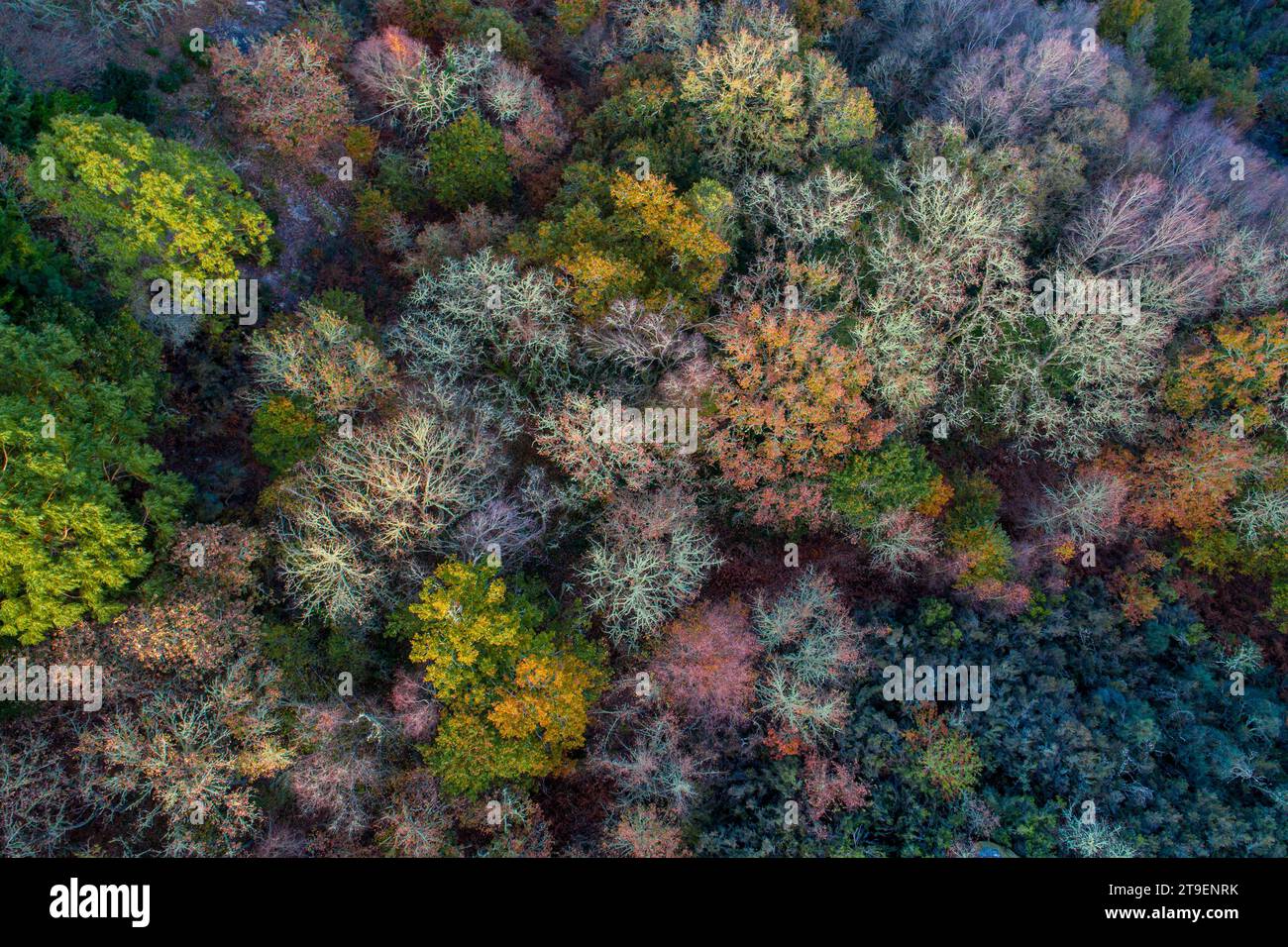 Maple tree deciduous treetop hi-res stock photography and images - Alamy