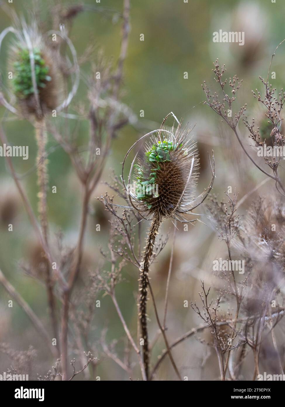 Teasel seed heads showing germination of seeds in situ Stock Photo - Alamy