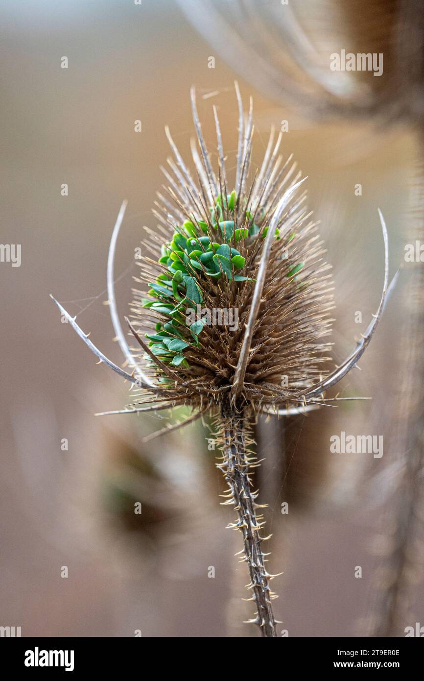 Teasel seed heads showing germination of seeds in situ Stock Photo - Alamy