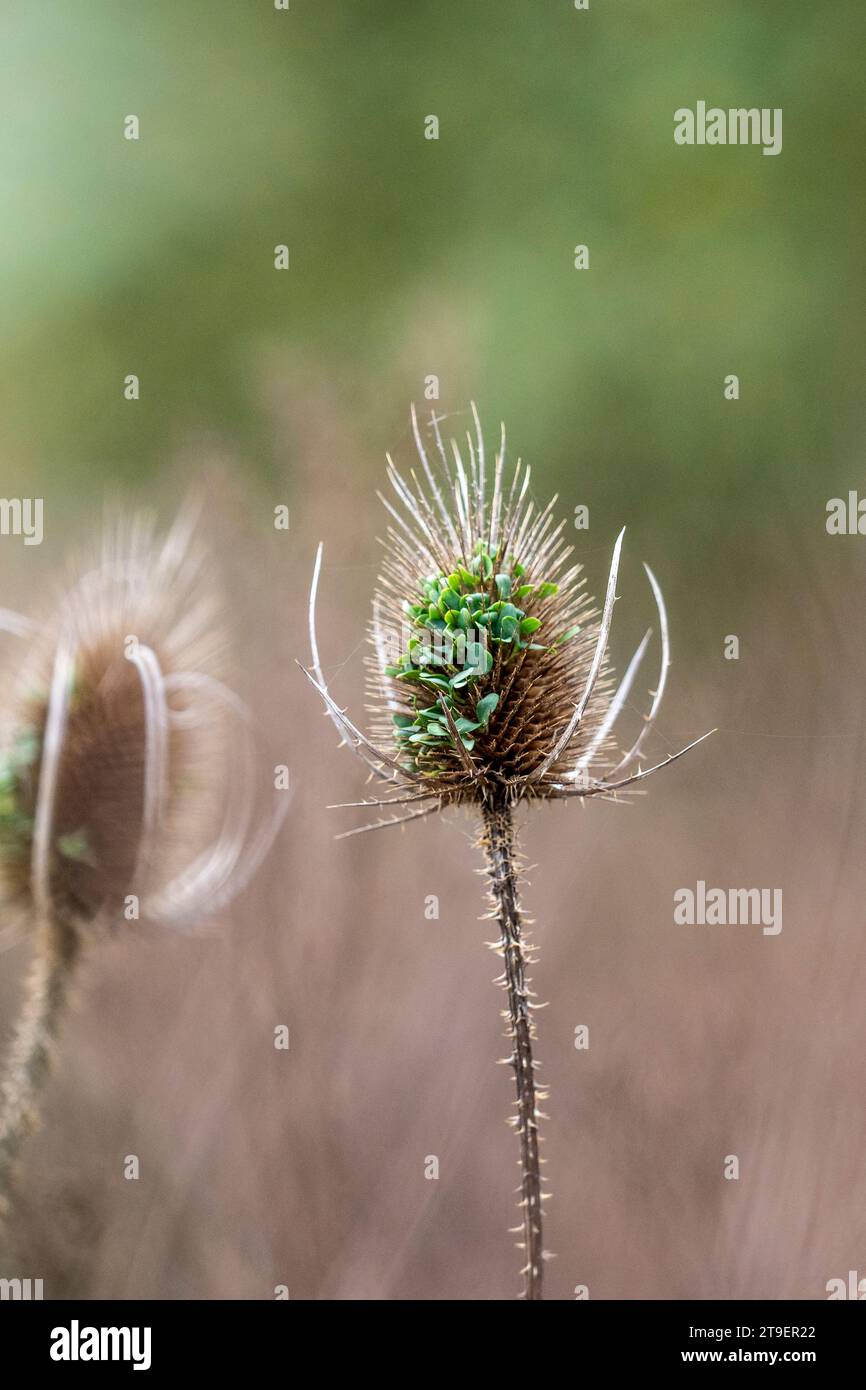 Teasel seed heads showing germination of seeds in situ Stock Photo - Alamy