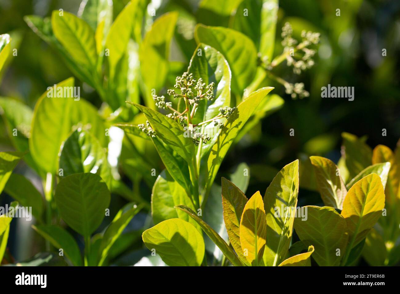 Phillyrea young green leaves and white buds, selective focus ...