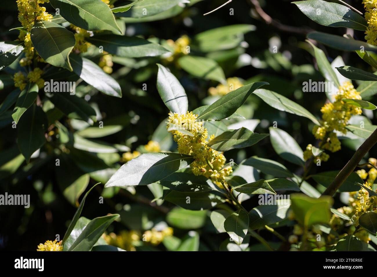 The laurel is noble with yellow flowers in spring. Greek laurel or ...