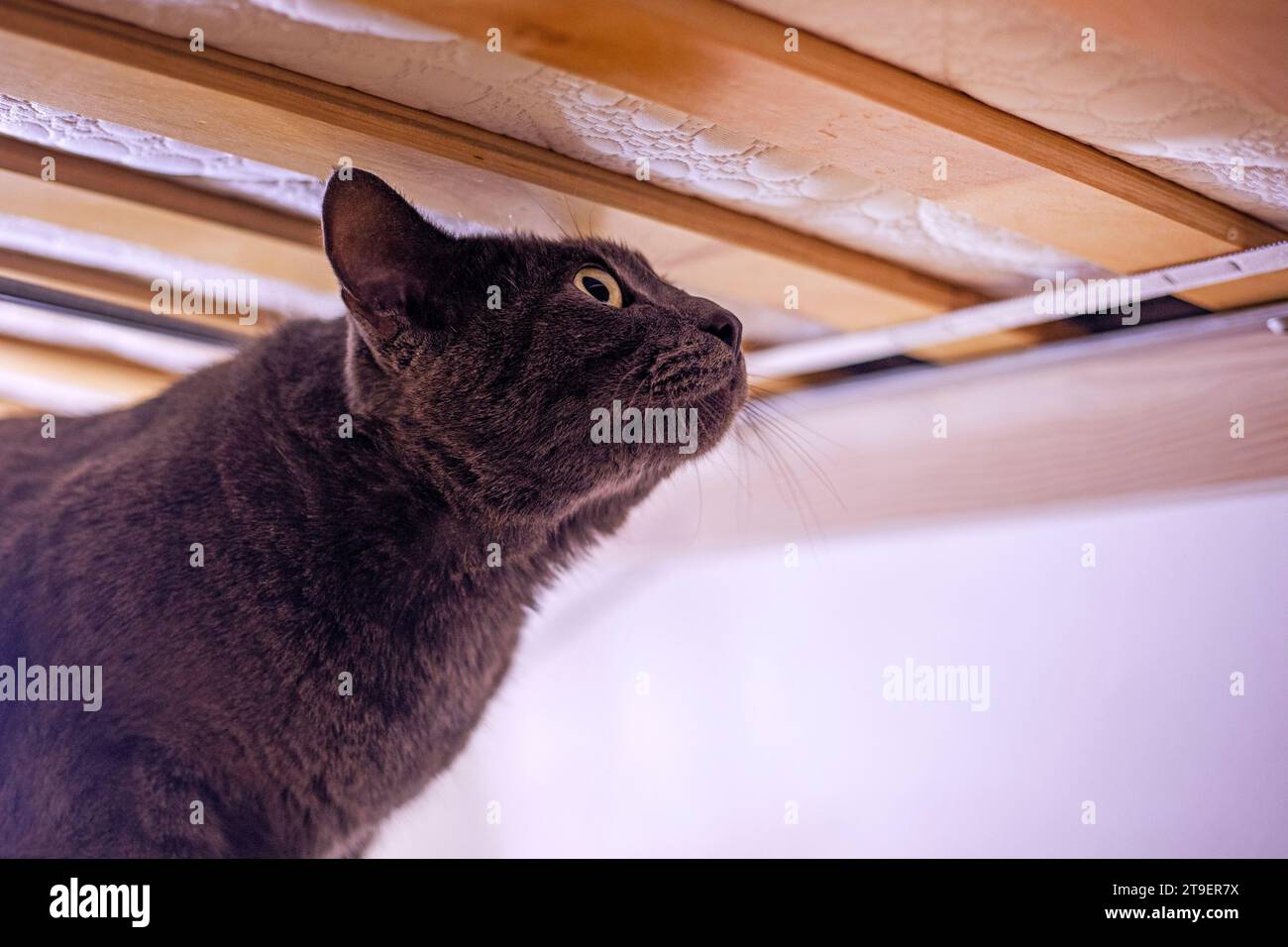 Blue american burmese cat hi-res stock photography and images - Alamy