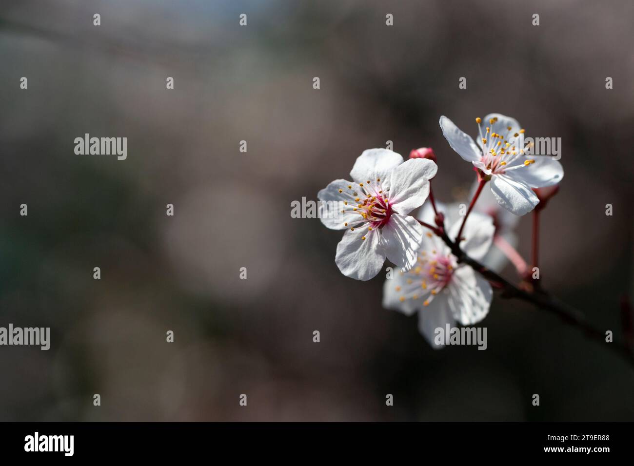 Branches of flowering sand cherry tree covered in white blossoms Stock ...