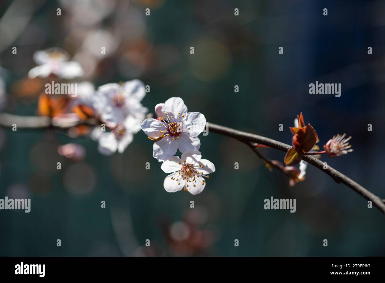 Branches of flowering sand cherry tree covered in white blossoms Stock ...