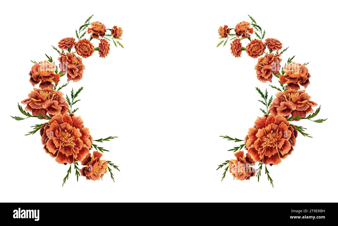 Marigold flowers with green leaves arrangement design element. Hand ...