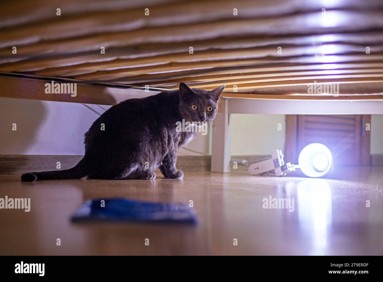 scared blue cat of the American Burmese breed is hiding under the bed ...
