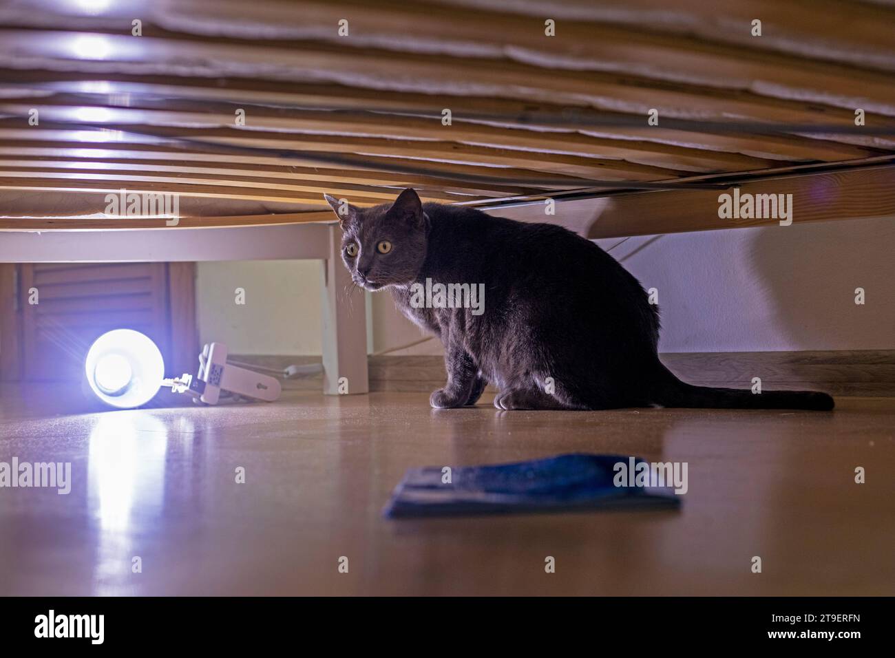 scared blue cat of the American Burmese breed is hiding under the bed ...