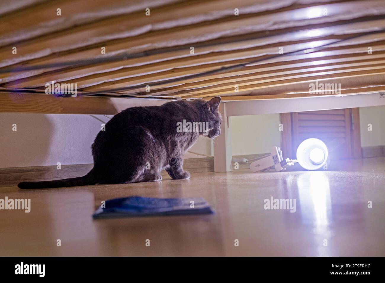 scared blue cat of the American Burmese breed is hiding under the bed ...