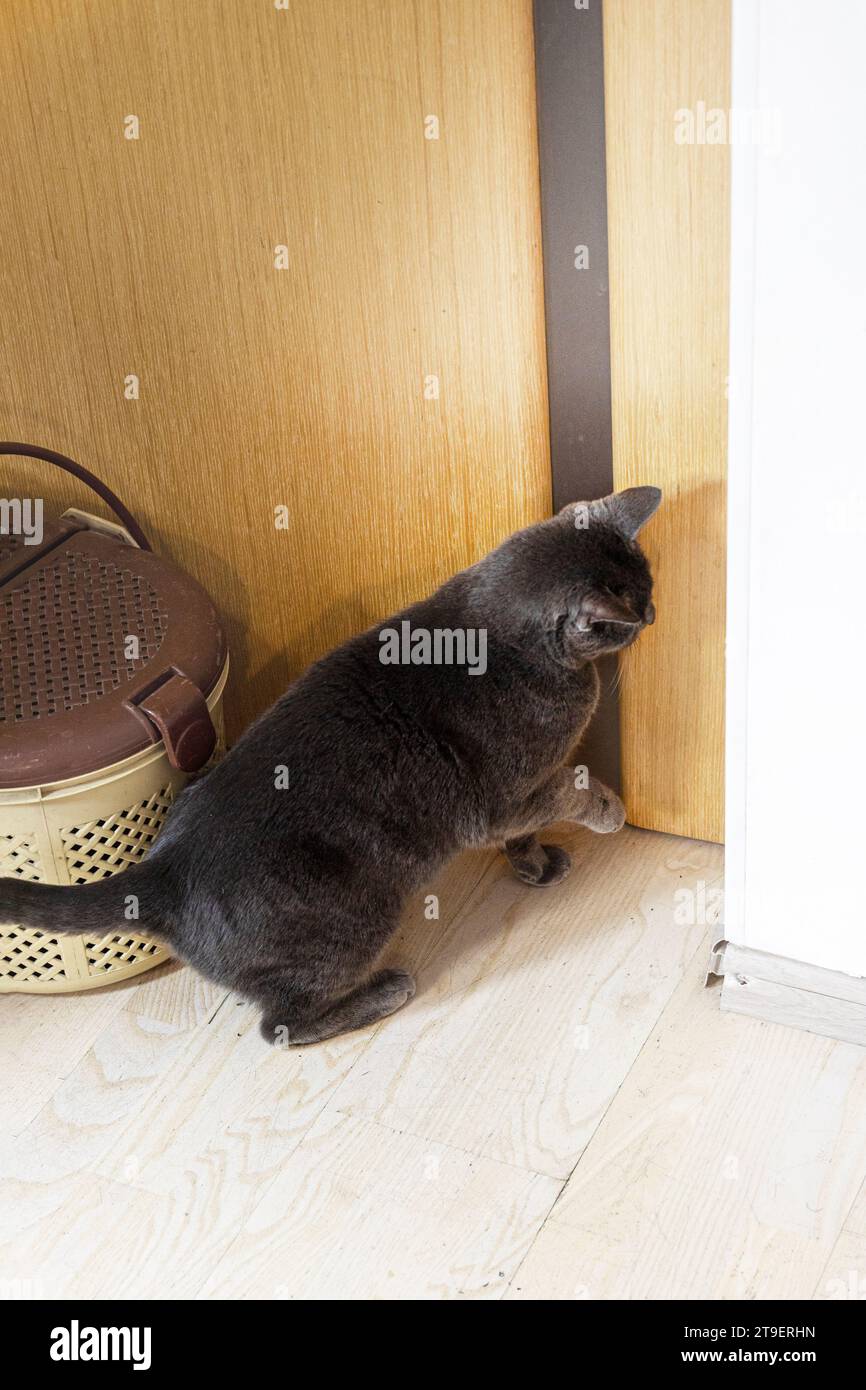 American Burmese cat asks you to open the door from his room. Caring ...