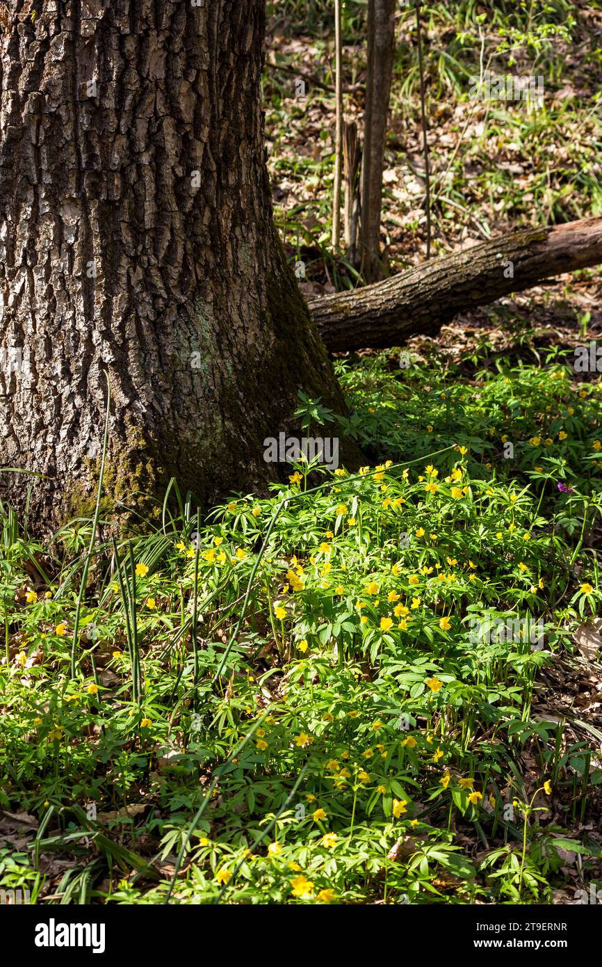 Spring forest landscape with flowering anemone ranunculus plants Stock ...