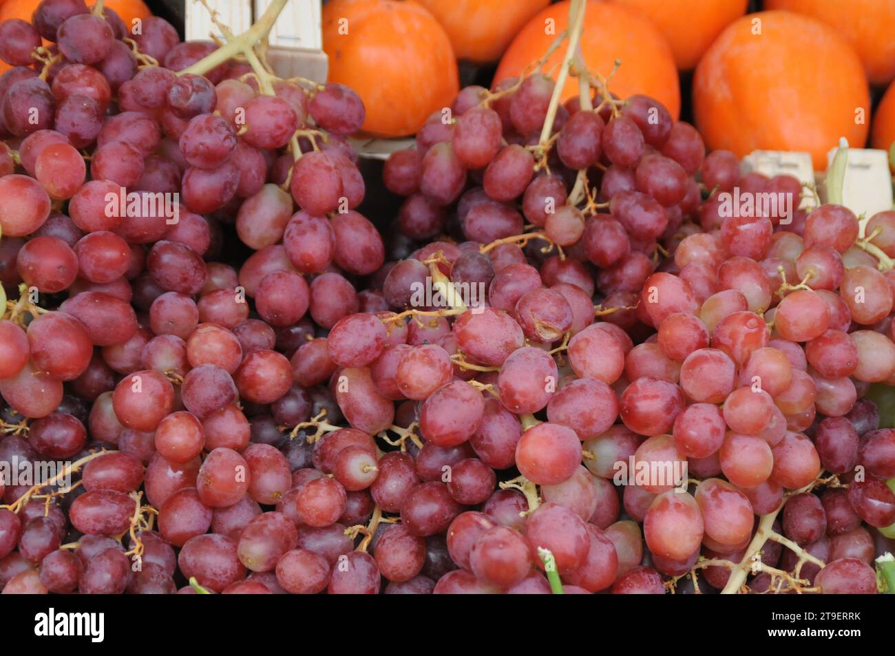 Copenhagen, Denmark /24 November. 2023/Red and green grapes display for ...