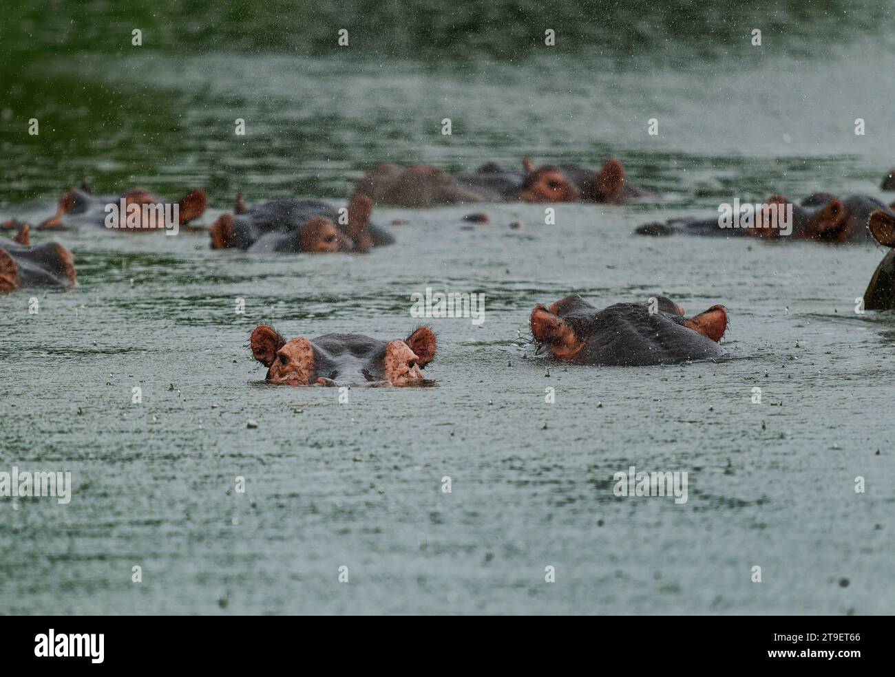 Hippopotamus - Hippopotamus amphibius or hippo, large, mostly ...