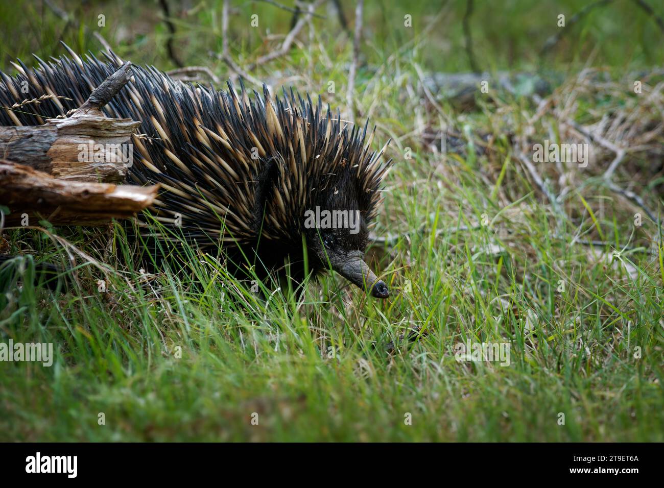 Tachyglossus aculeatus - Short-beaked Echidna in the Australian bush ...