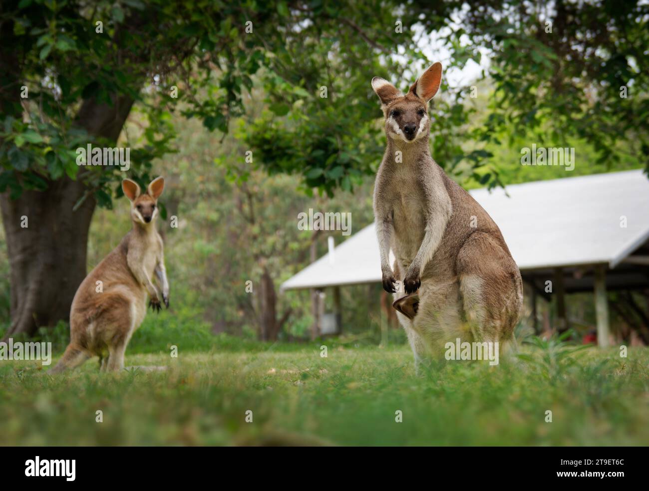 Notamacropus parryi hi-res stock photography and images - Alamy