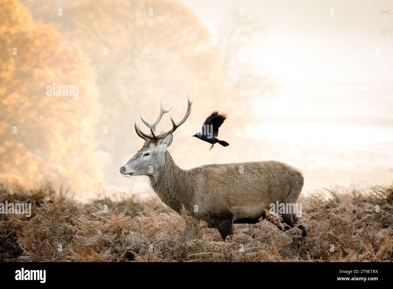 London, UK. 25th November 2023. UK Weather: Red deer stag roam Richmond ...