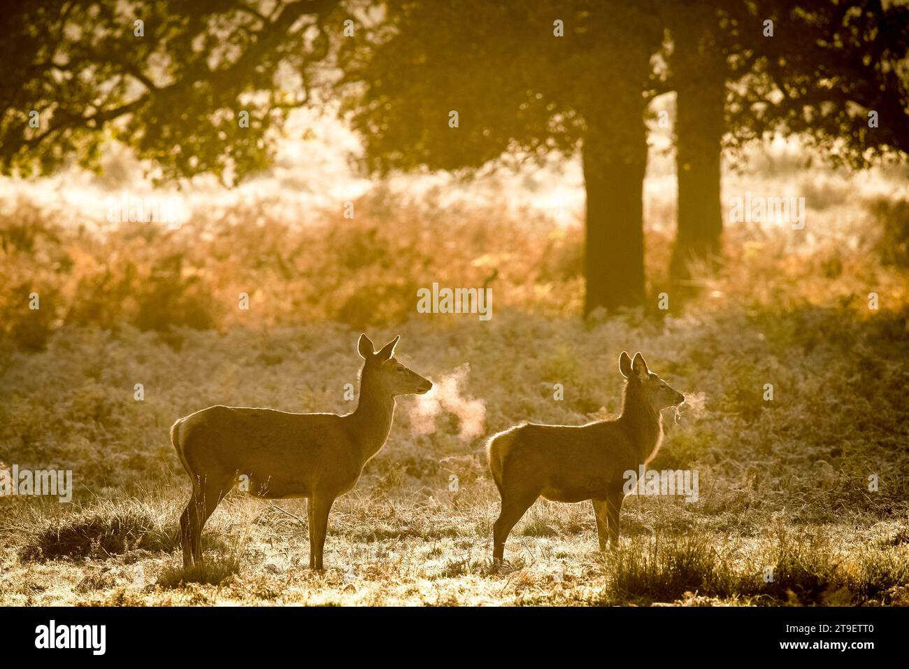 London, UK. 25th November 2023. UK Weather: Red deer stag roam Richmond ...