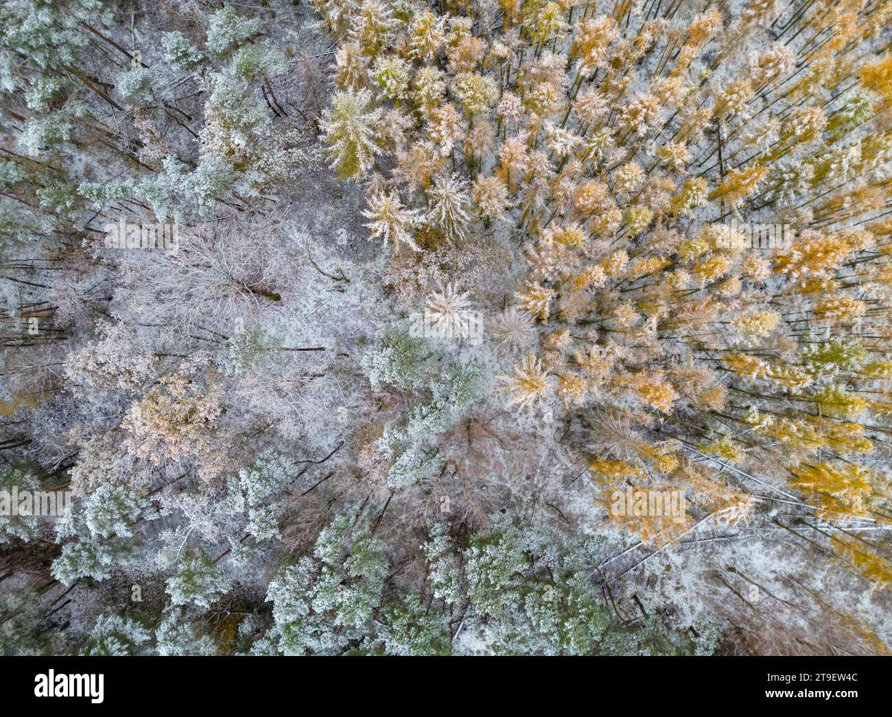 Treplin, Germany. 25th Nov, 2023. Trees in a forest are covered in snow ...