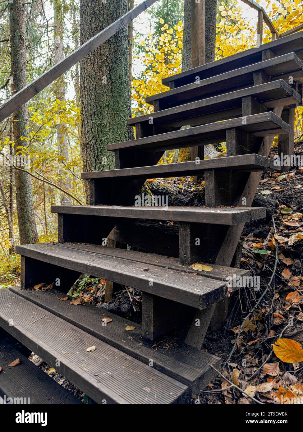 Wooden stairs in nature. Wood steps outdoor Stock Photo - Alamy