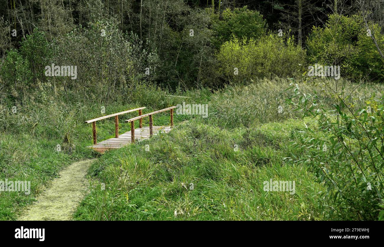 Wooden bridge in nature, forest among grass and trees Stock Photo - Alamy