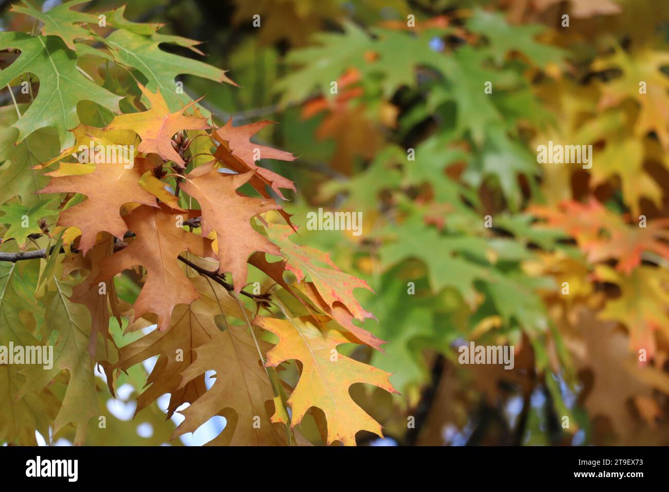the complete Color range of Red oak Stock Photo - Alamy
