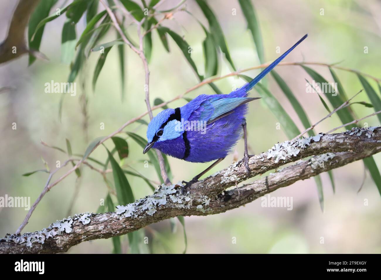 Beautiful Australian blue fairy wren Stock Photo - Alamy