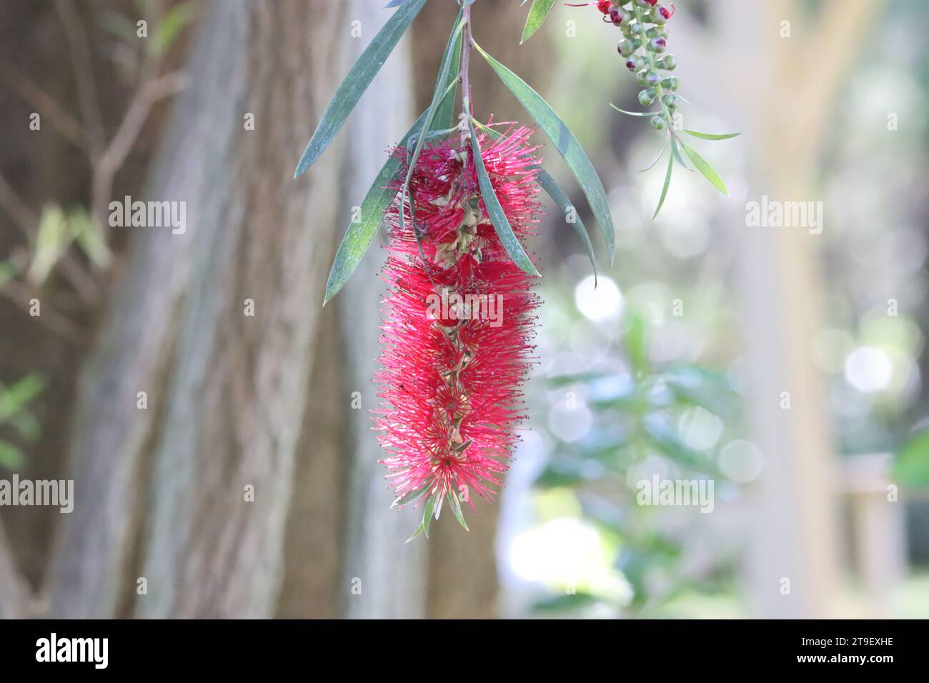 Bottle brush tree hi-res stock photography and images - Alamy