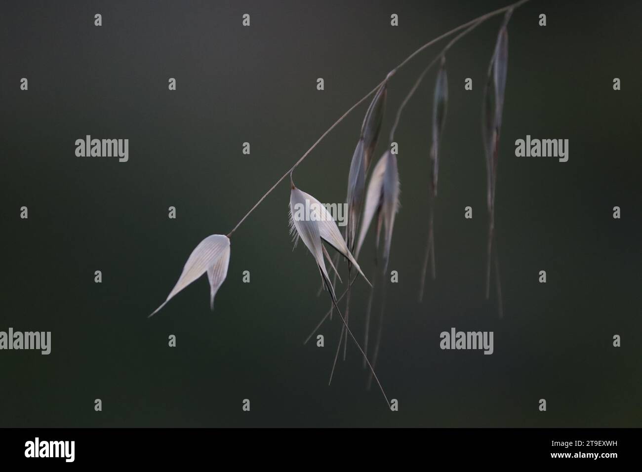 Abstract of wild grass seeds Stock Photo - Alamy