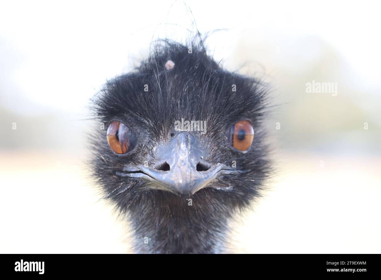 Emu eyes hi-res stock photography and images - Alamy