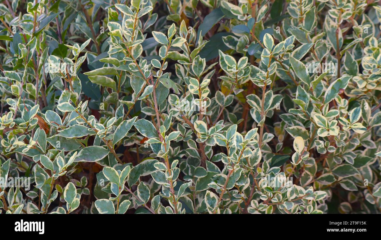 gentle green rounded leaves with a white border on the branches of a ...