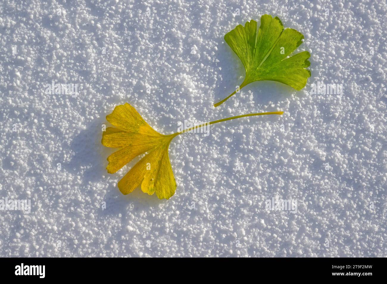 Ginkoblätter hi-res stock photography and images - Alamy