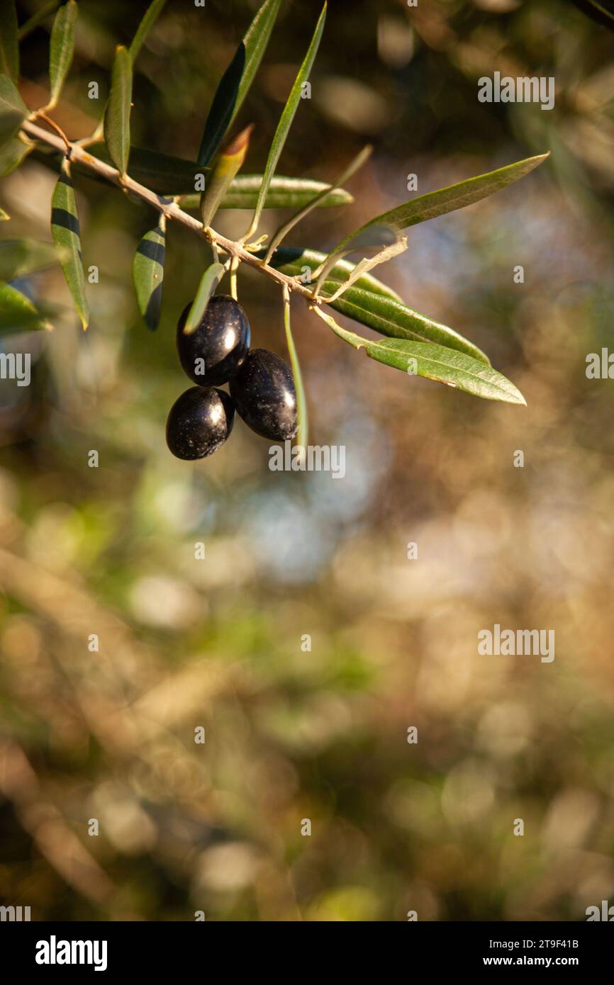 Black olives glisten on Alentejo's olive tree under the sun, capturing ...