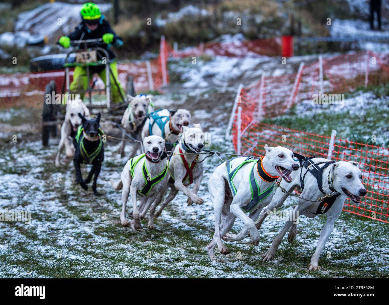 Plate, Germany. 25th Nov, 2023. Tamara Lambertz drives her team of ...