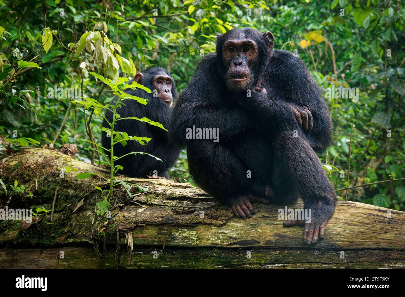 Common or Robust Chimpanzee - Pan troglodytes also chimp, great ape ...