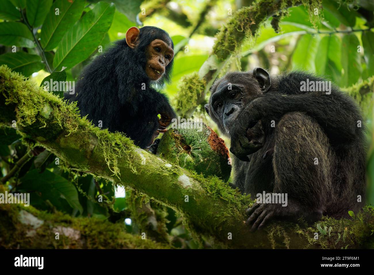 Common or Robust Chimpanzee - Pan troglodytes also chimp, great ape ...
