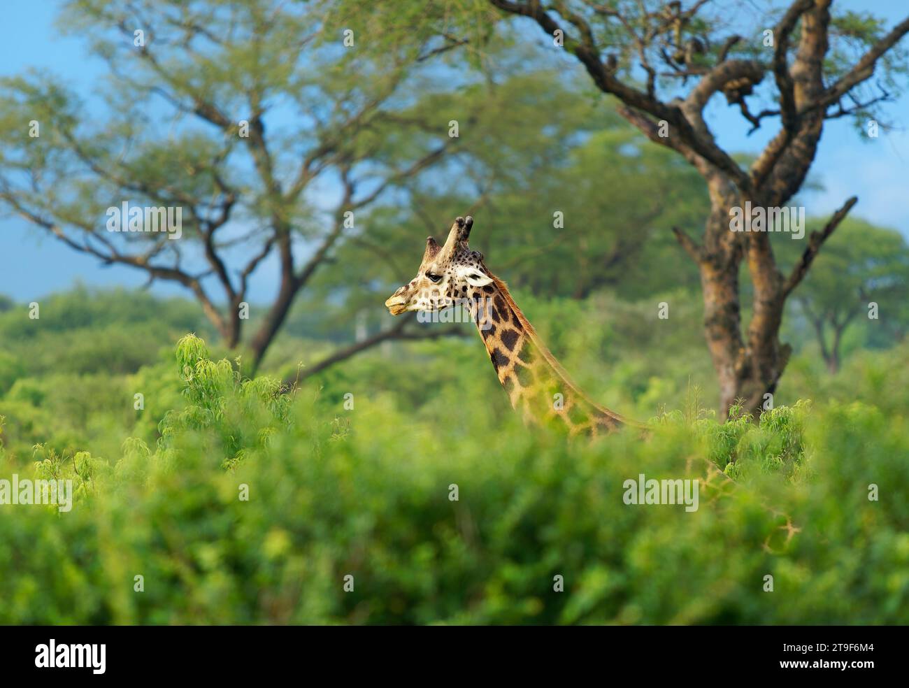 Rothschild's giraffe - Giraffa camelopardalis rothschildi subspecies of ...