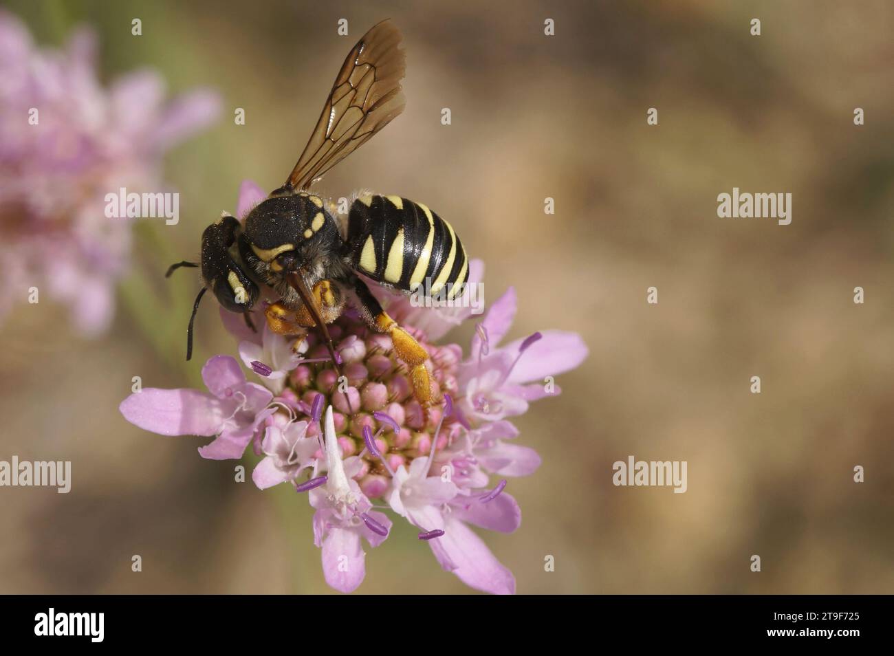 Trachusa interrupta hi-res stock photography and images - Alamy