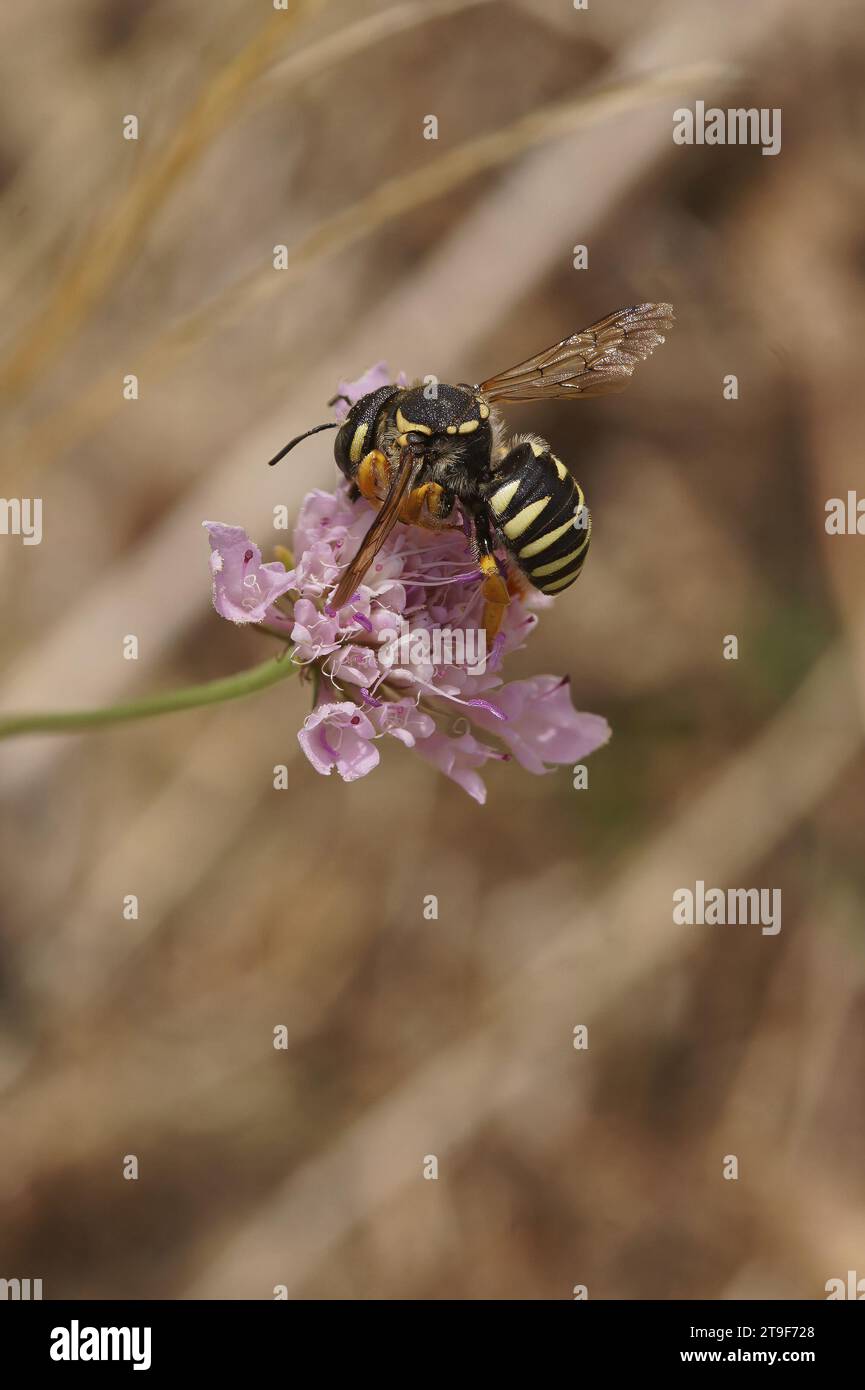 Natural closeup on the European rare and endangered Mediterranean ...