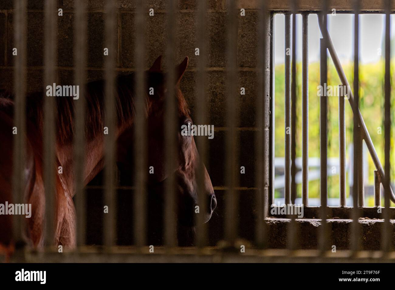 Harty racing stables hi-res stock photography and images - Alamy