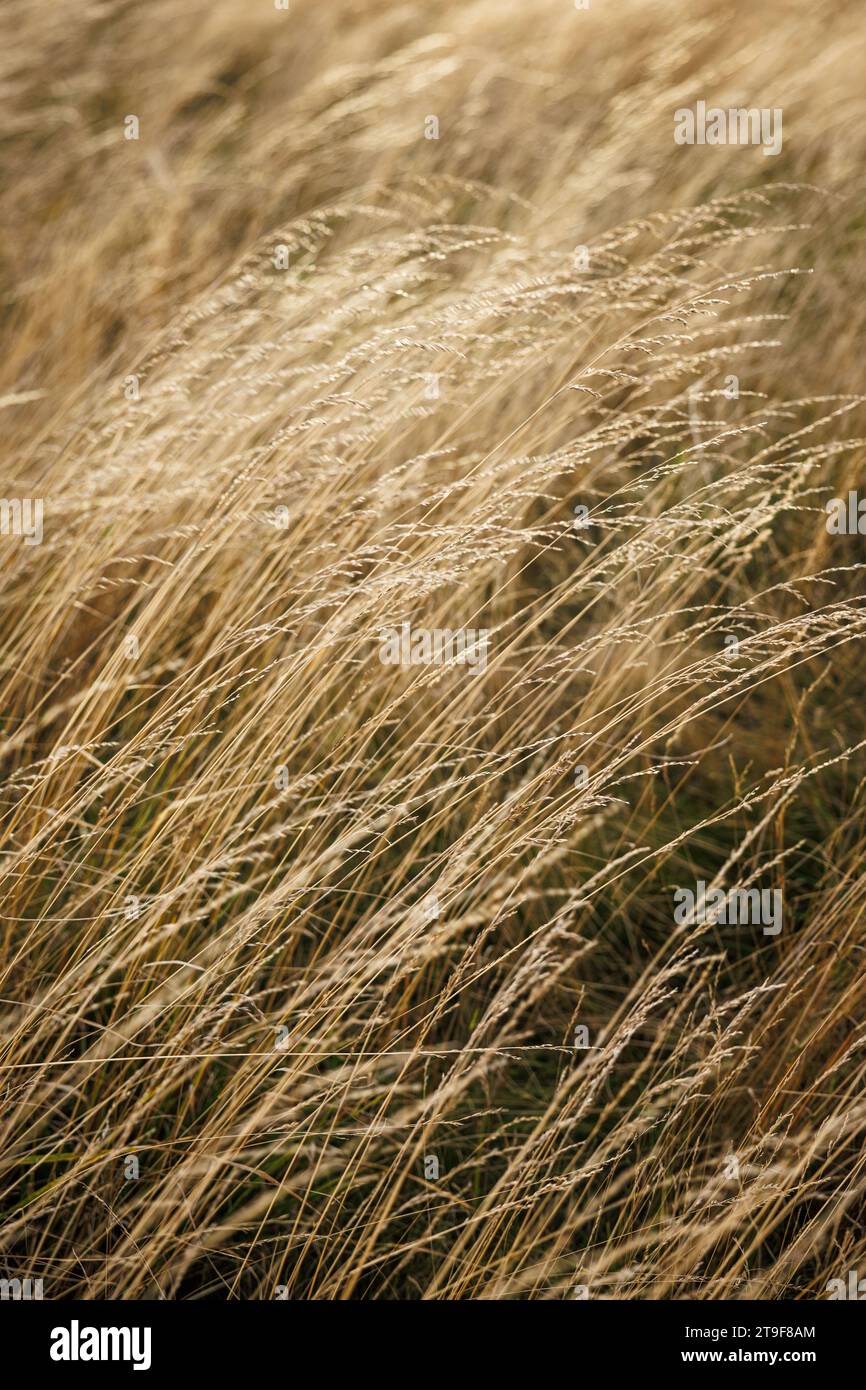 Dry golden grass blowing in strong wind. Selective focus, defocused ...