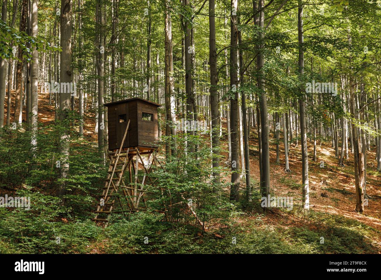 Wooden lookout tower hi-res stock photography and images - Alamy