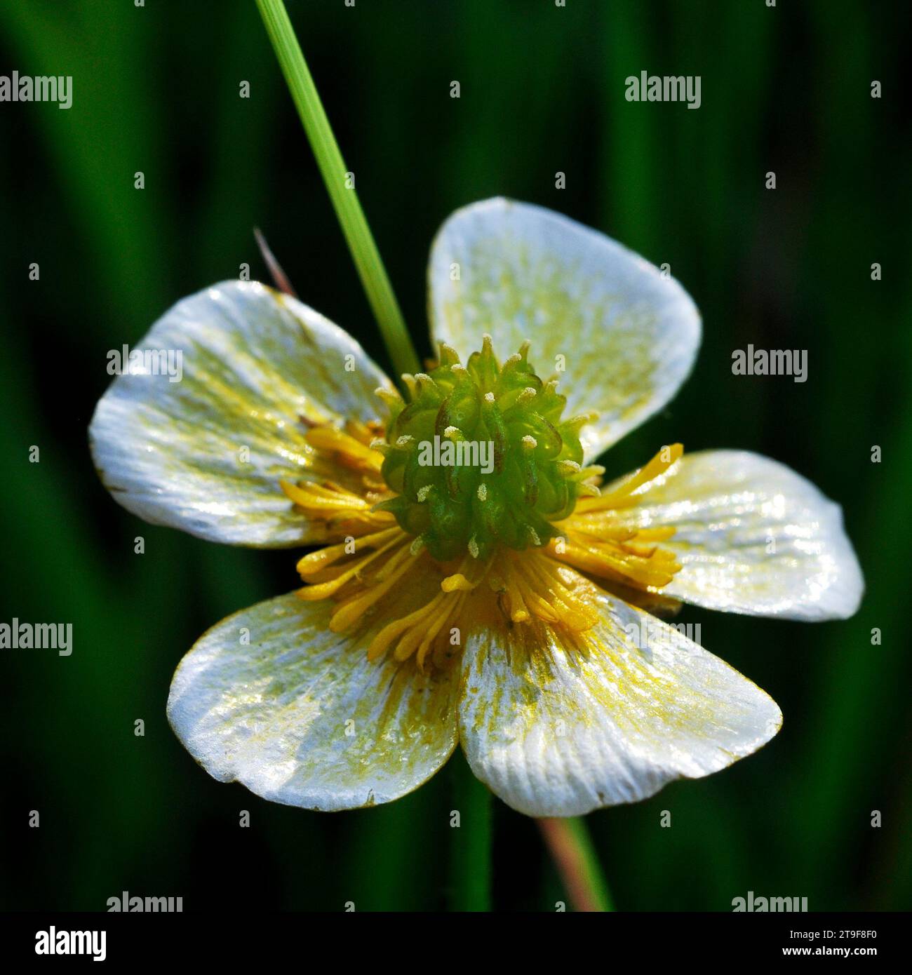 Single bloom of River water-crowfoot, Ranunculus fluitans, against a ...