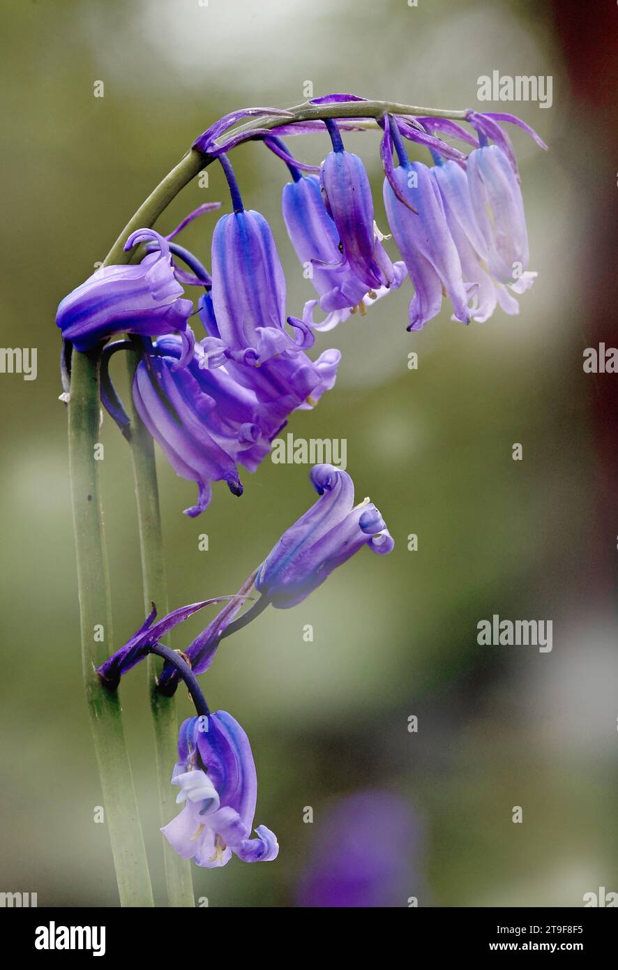 Common bluebell, Hyacinthoides non-scripta, against a natural bokeh ...