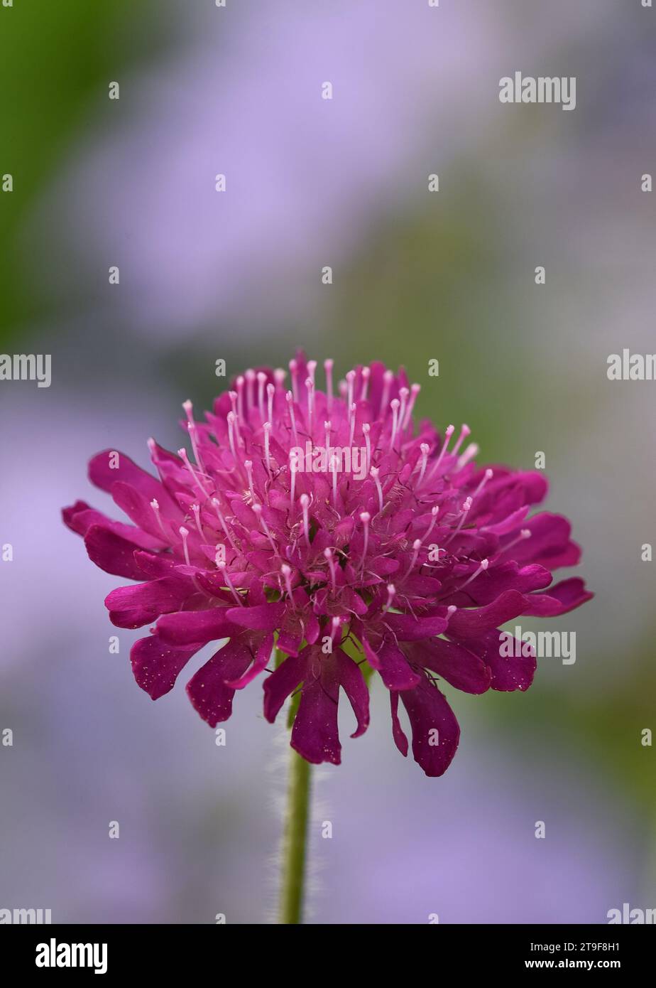 Knuatia drymiea hi-res stock photography and images - Alamy