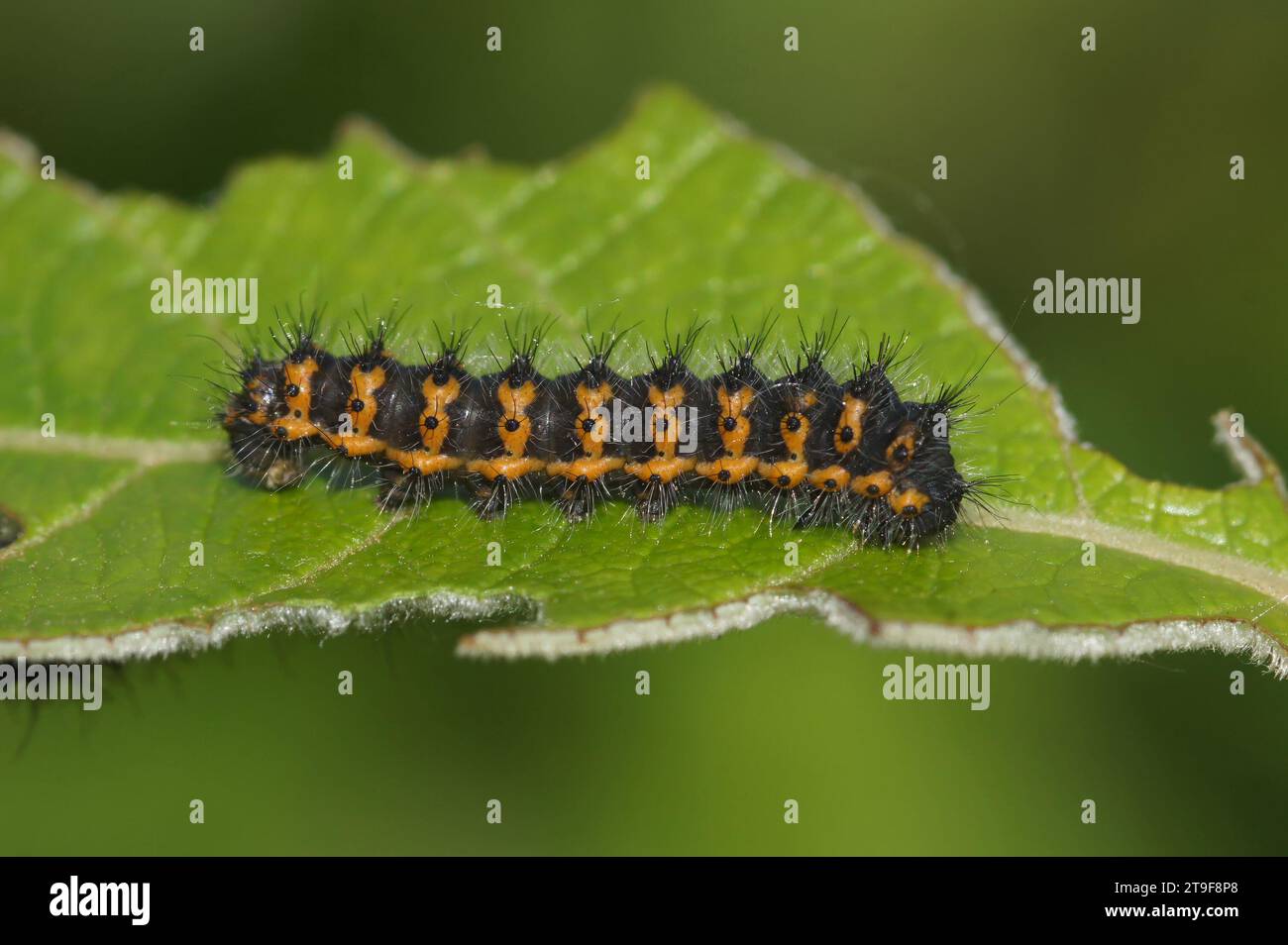 Natural closeup of a caterpillar of the small emperor moth, Saturnia ...