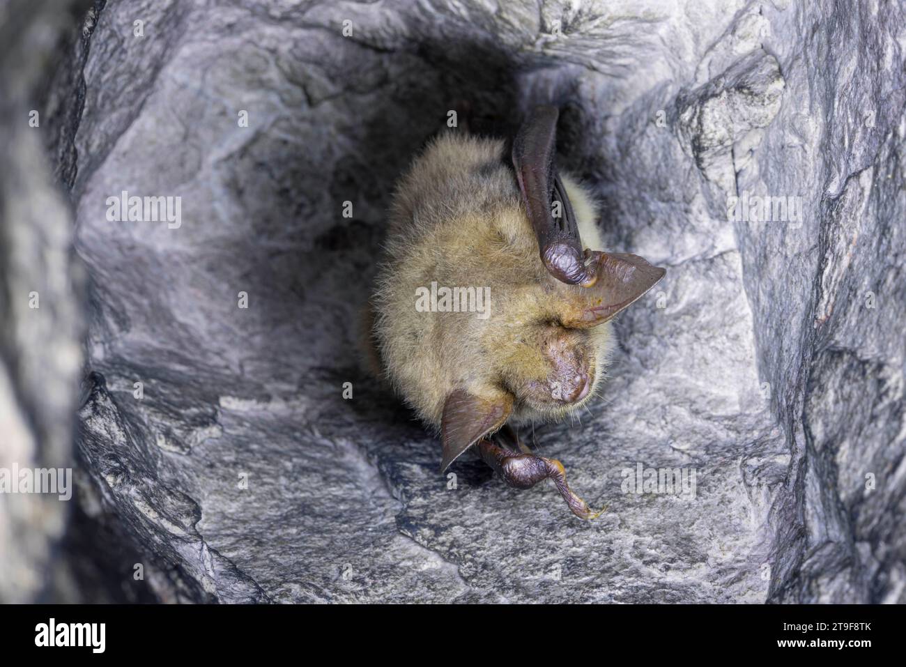 Close up strange animal Greater mouse-eared bat Myotis myotis hanging ...