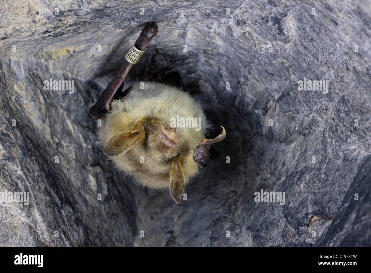Close up strange animal Greater mouse-eared bat Myotis myotis hanging upside down in the hole of ...