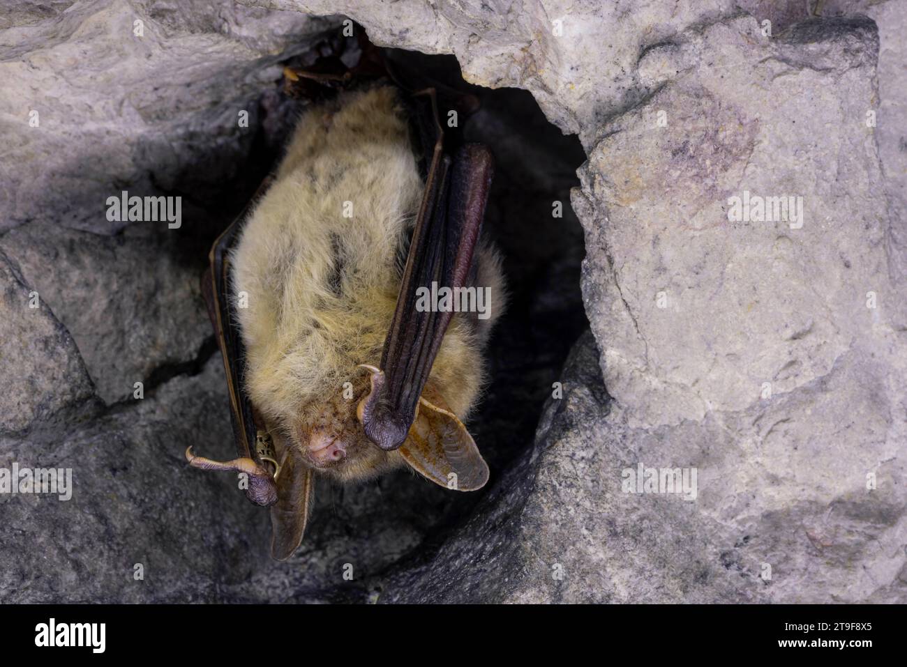 Close up strange animal Greater mouse-eared bat Myotis myotis hanging ...